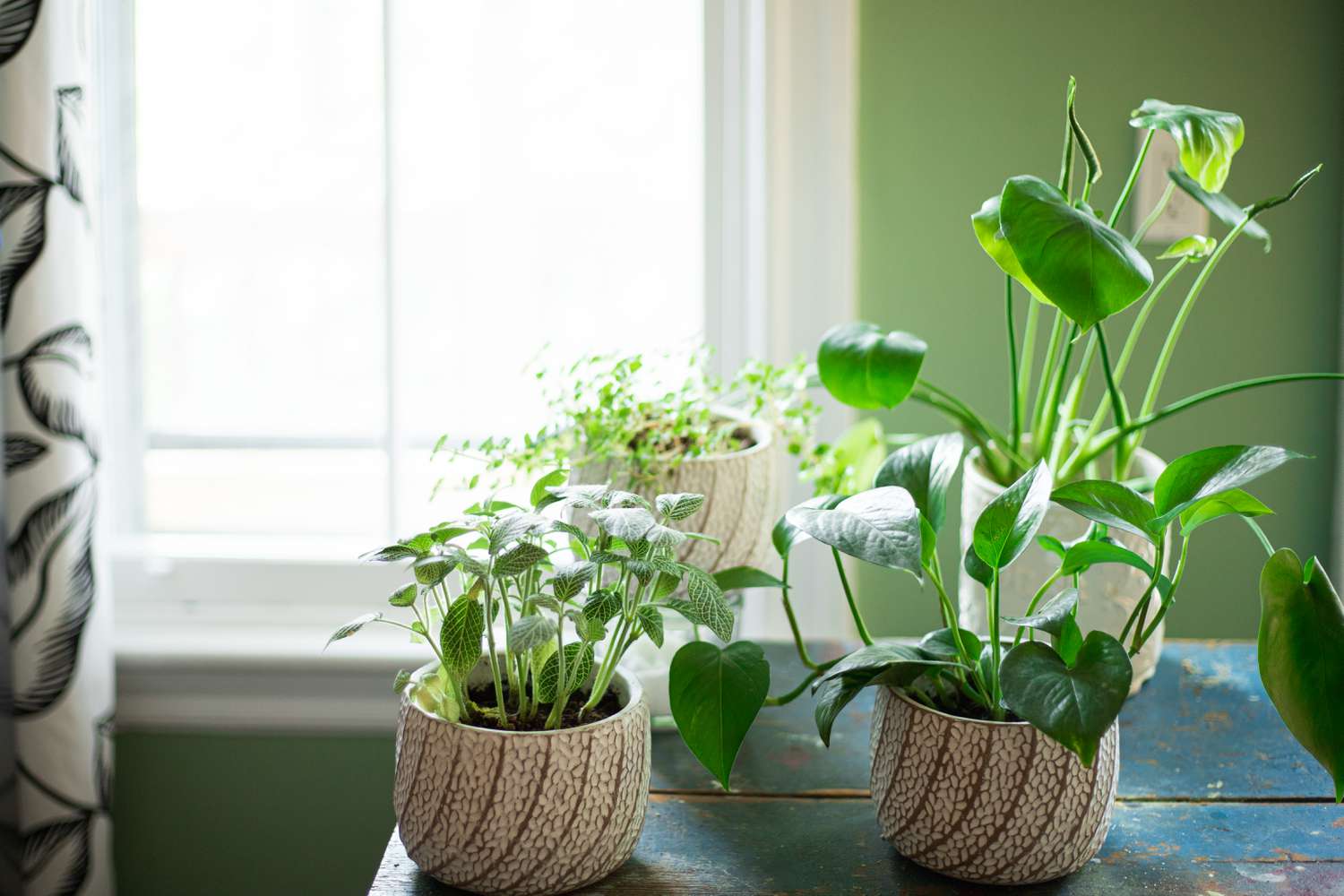 High Light Plants – Snakeroot Botanicals
