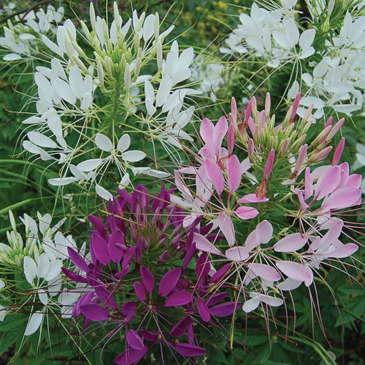 Flower, Spider Flower Mixed Seeds – Snakeroot Botanicals