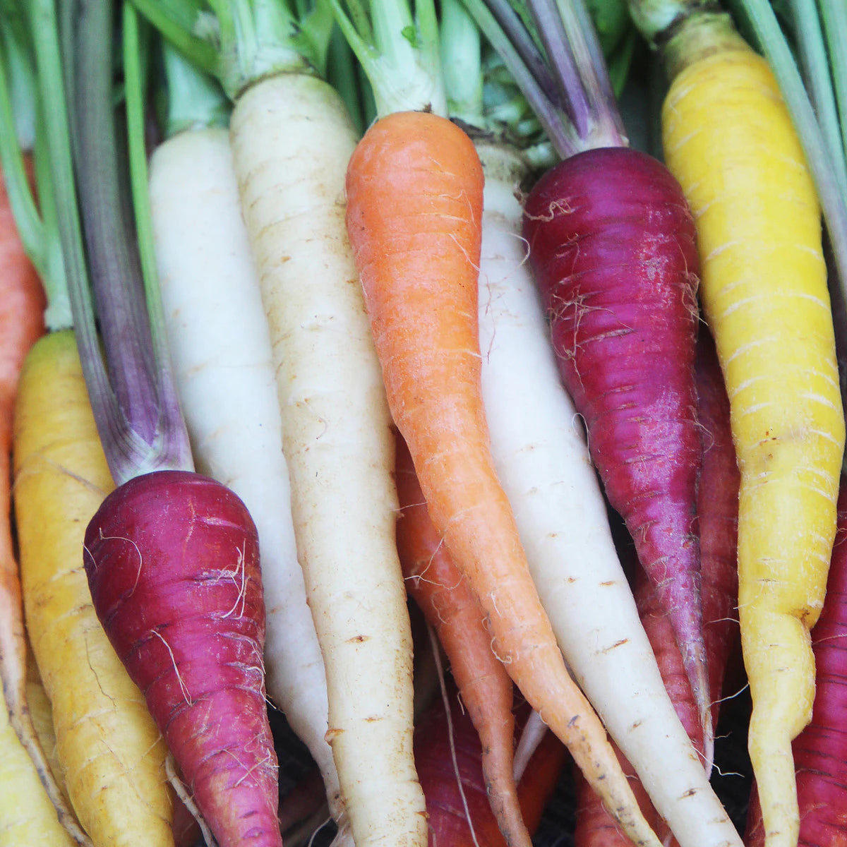 Carrot, Rainbow Mix Seeds – Snakeroot Botanicals
