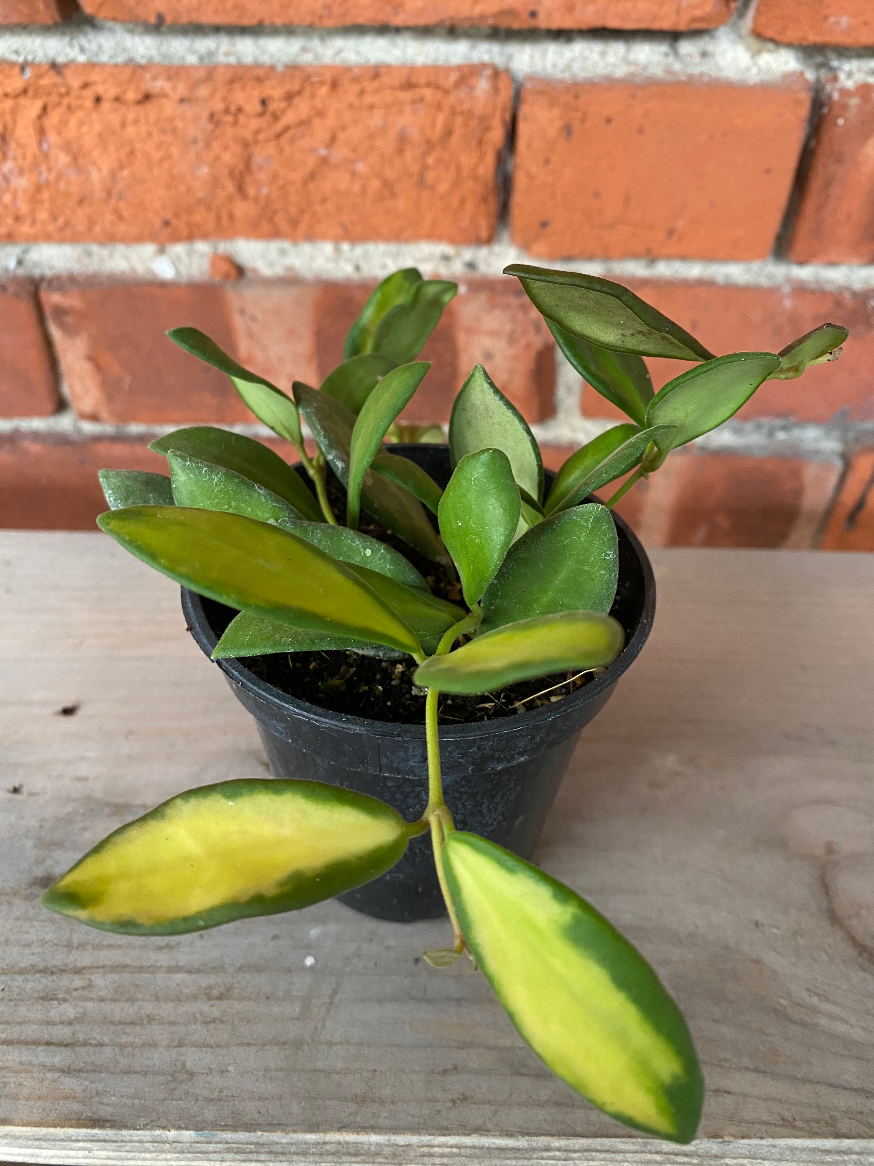 Hoya 'DS-70 Variegated' - 3" Pot – Snakeroot Botanicals