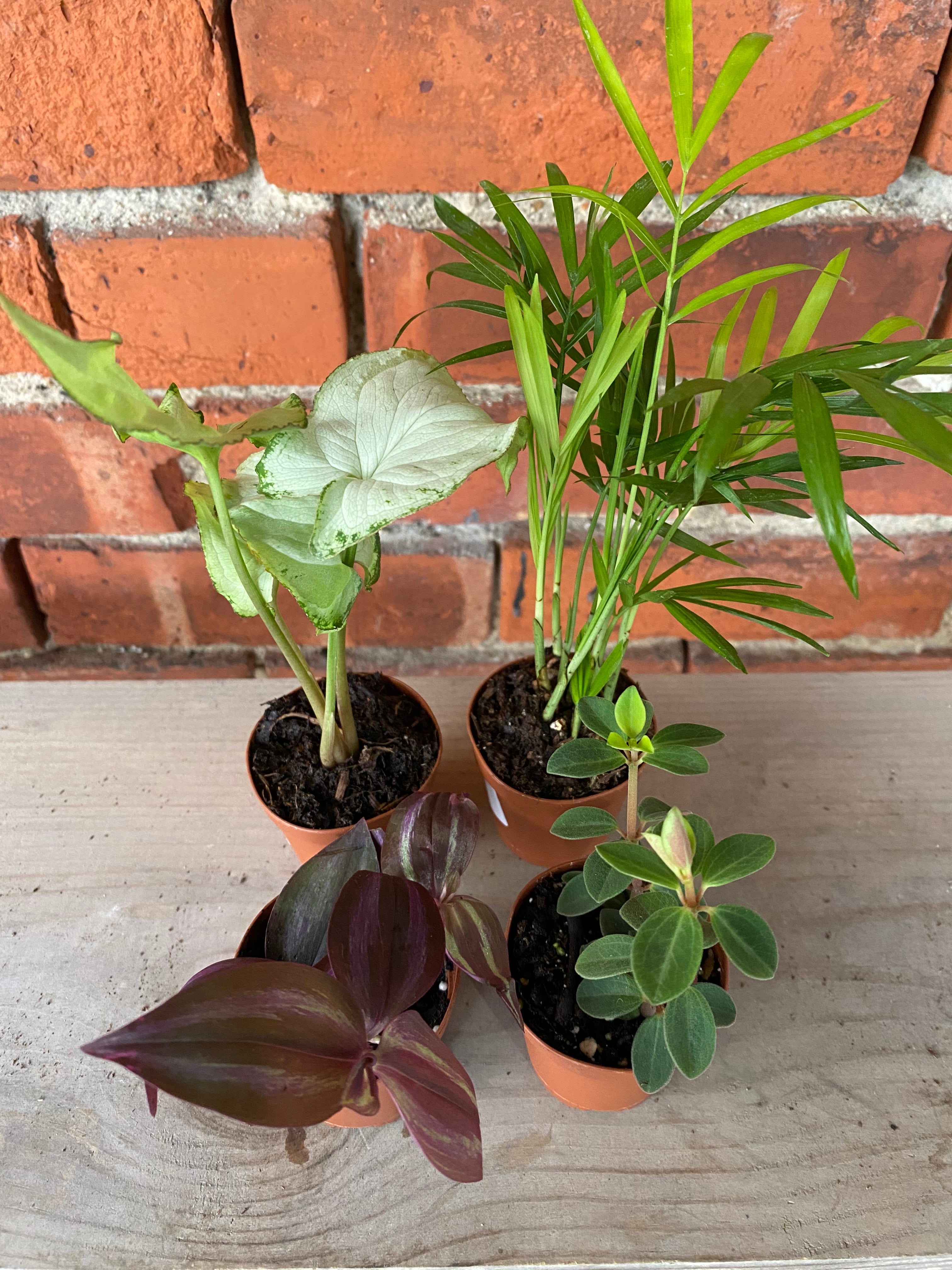 Foliage Plants - Assorted Varieties - 2" Pot – Snakeroot Botanicals