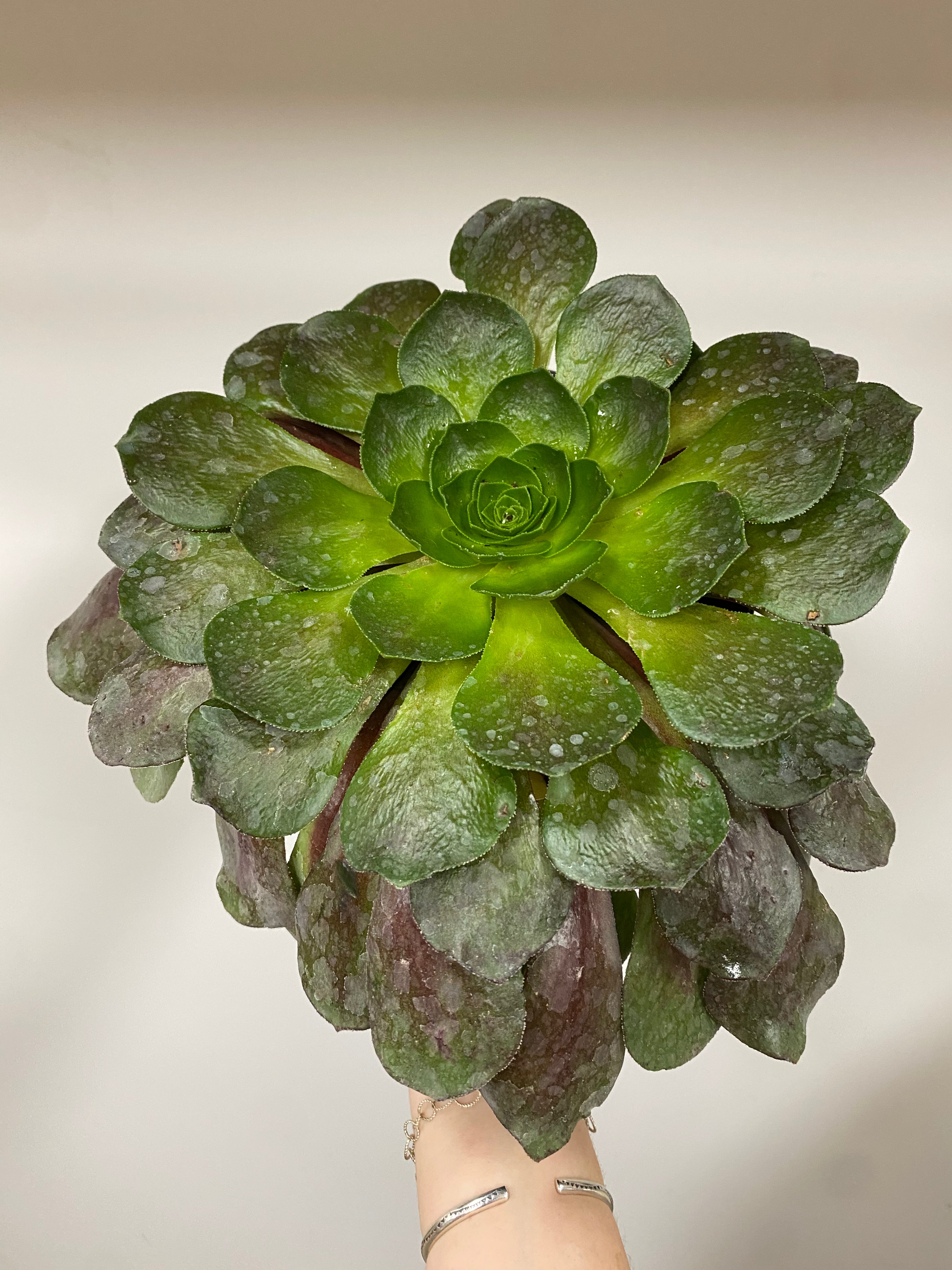 Semponium 'Destiny' – Snakeroot Botanicals