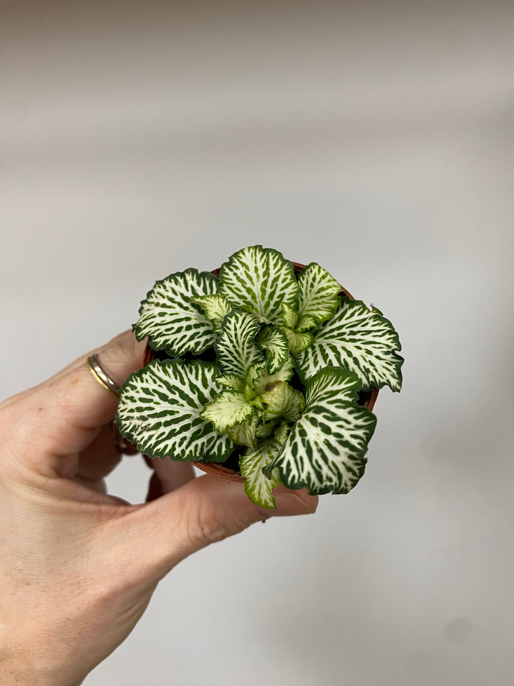 Fittonia 'White Tiger Nerve Plant' - 2" Pot – Snakeroot Botanicals
