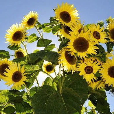 Sunflower, Giant Primrose Seeds – Snakeroot Botanicals