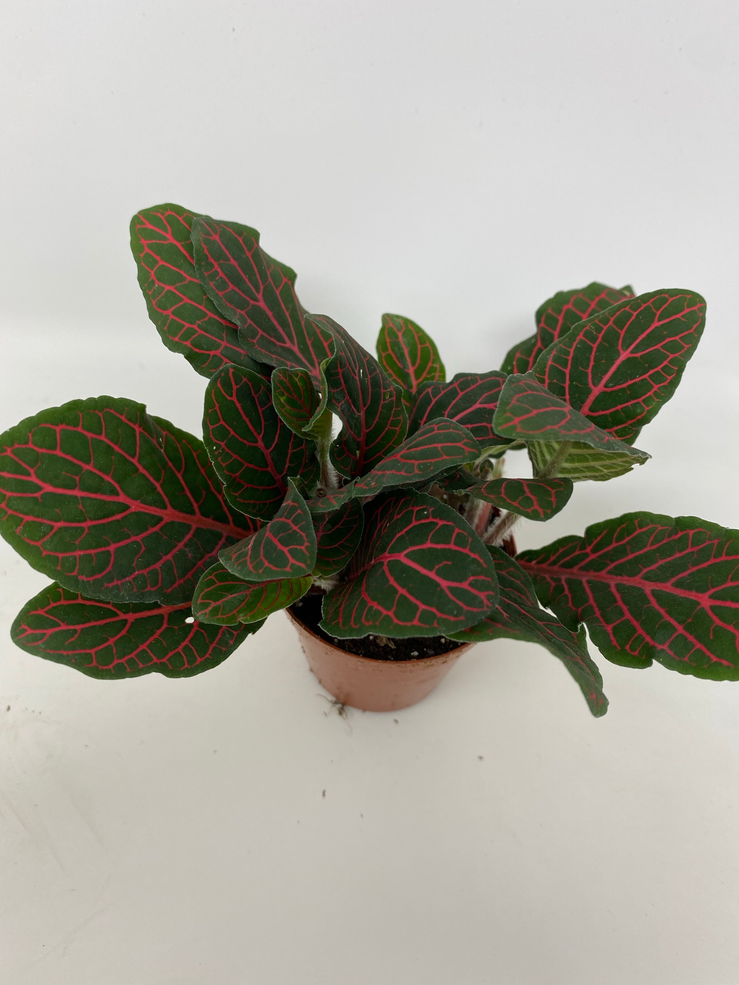 Fittonia Albivenis 'Red Nerve Plant’ – Snakeroot Botanicals