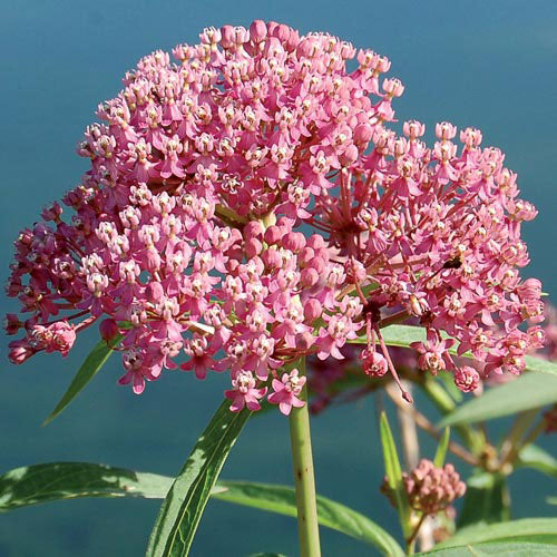 Flower, Milkweed Red Prairie Seeds – Snakeroot Botanicals