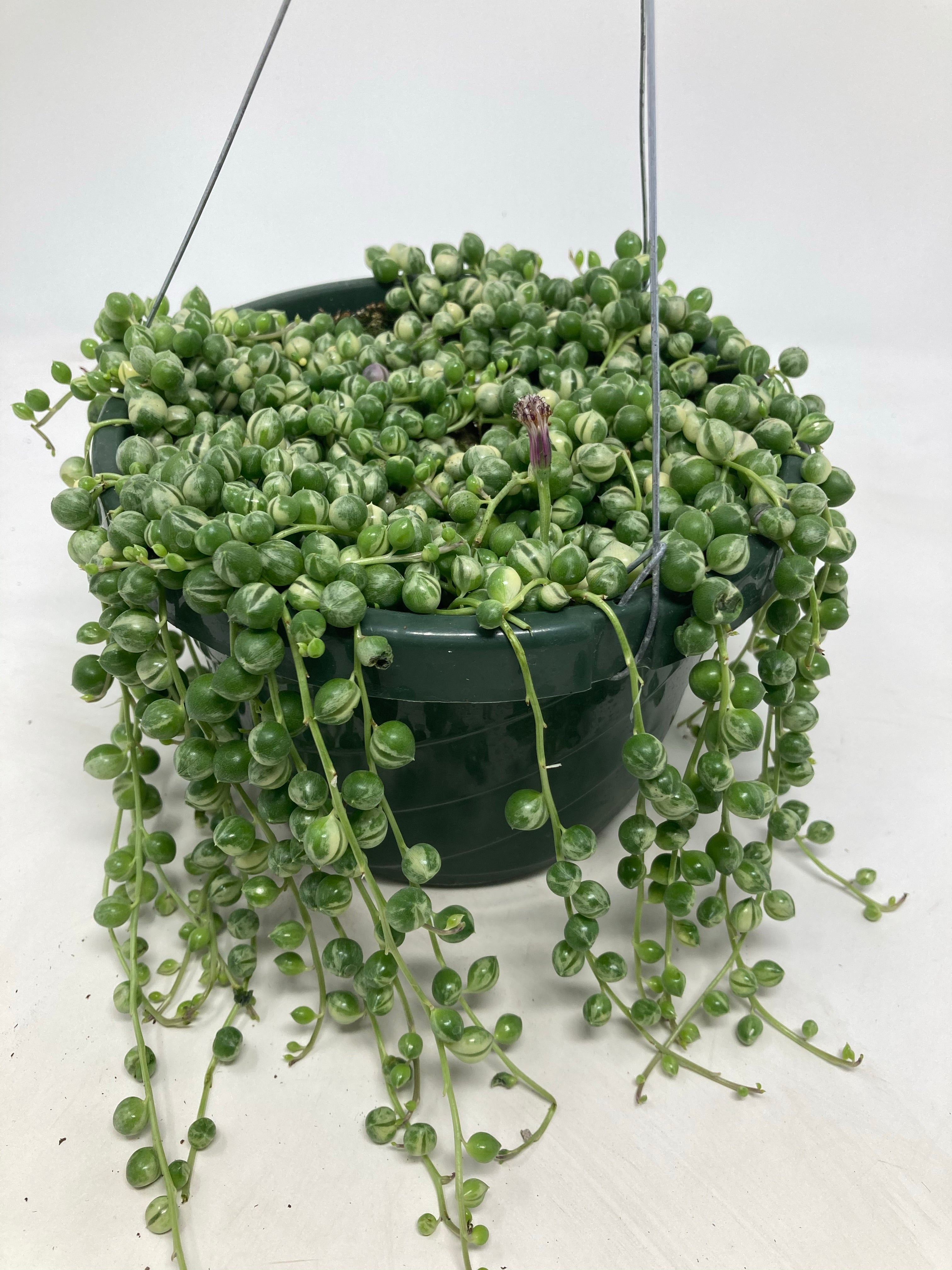 Senecio rowleyanus ‘String of Pearls Variegated’ – Snakeroot Botanicals