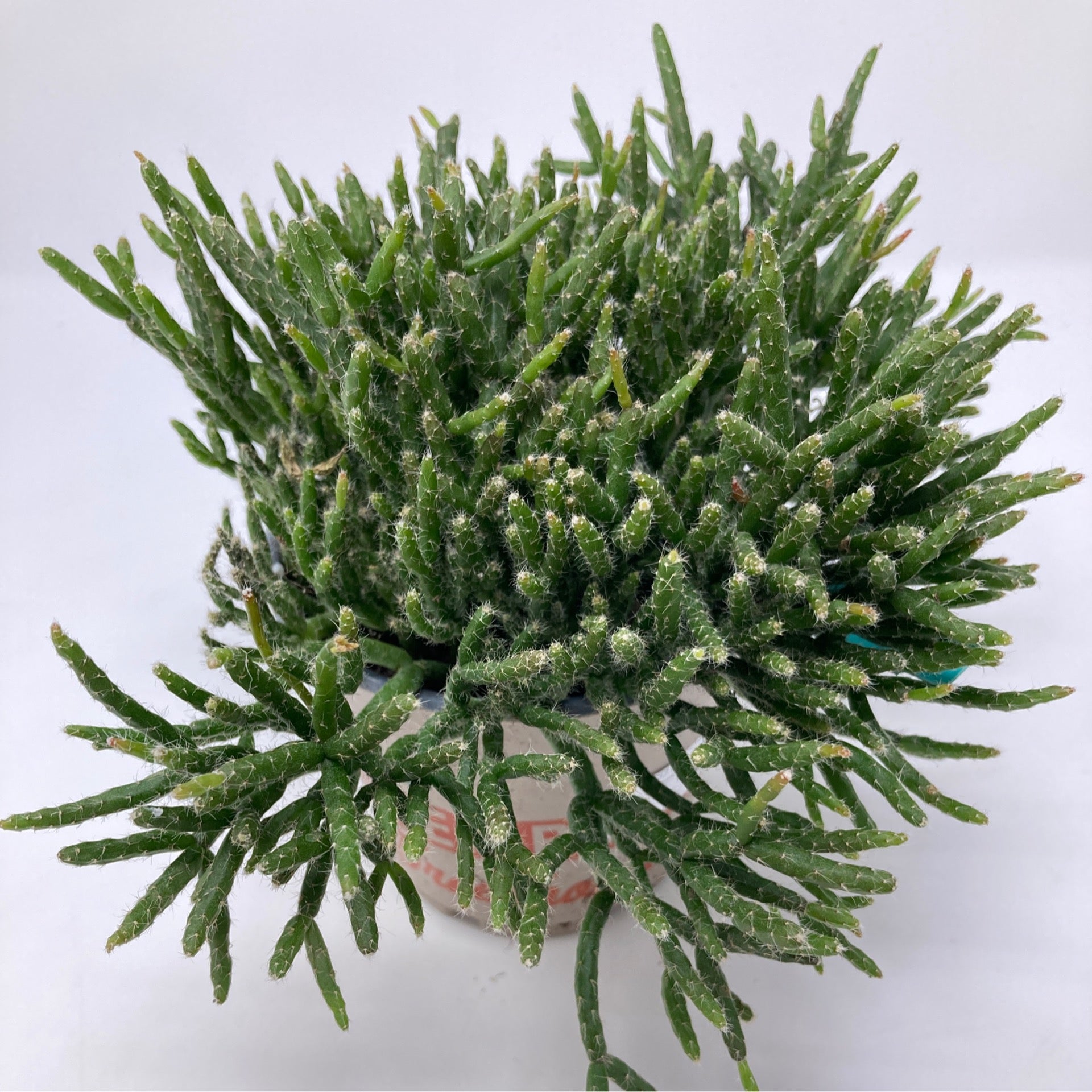 Rhipsalis pilocarpa 'Jungle Cactus' – Snakeroot Botanicals